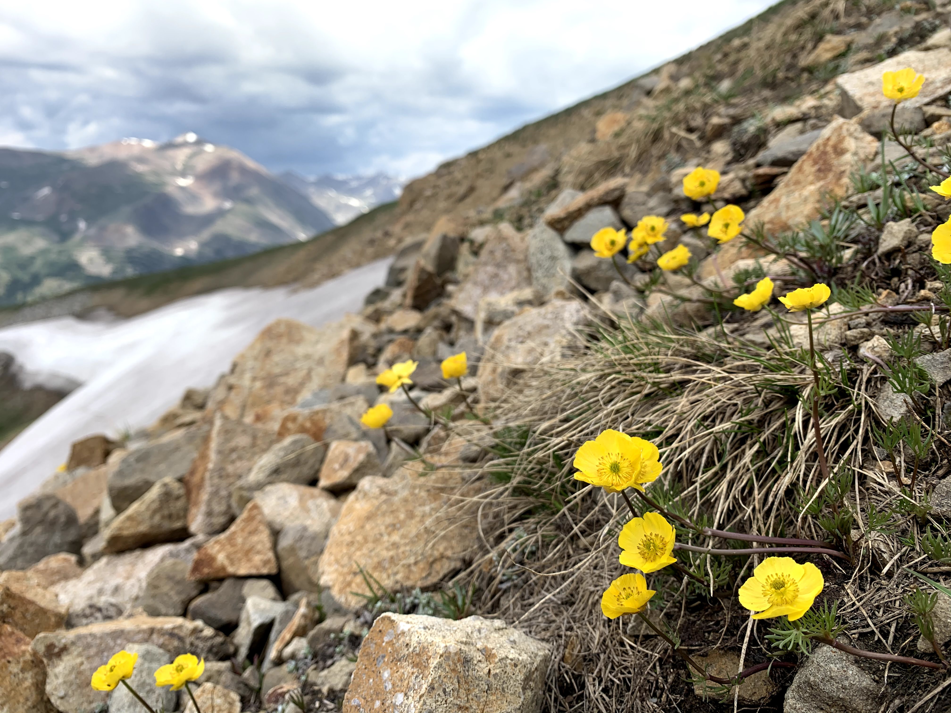 Progress on Alpine Conservation at the Betty Ford Alpine Gardens ...