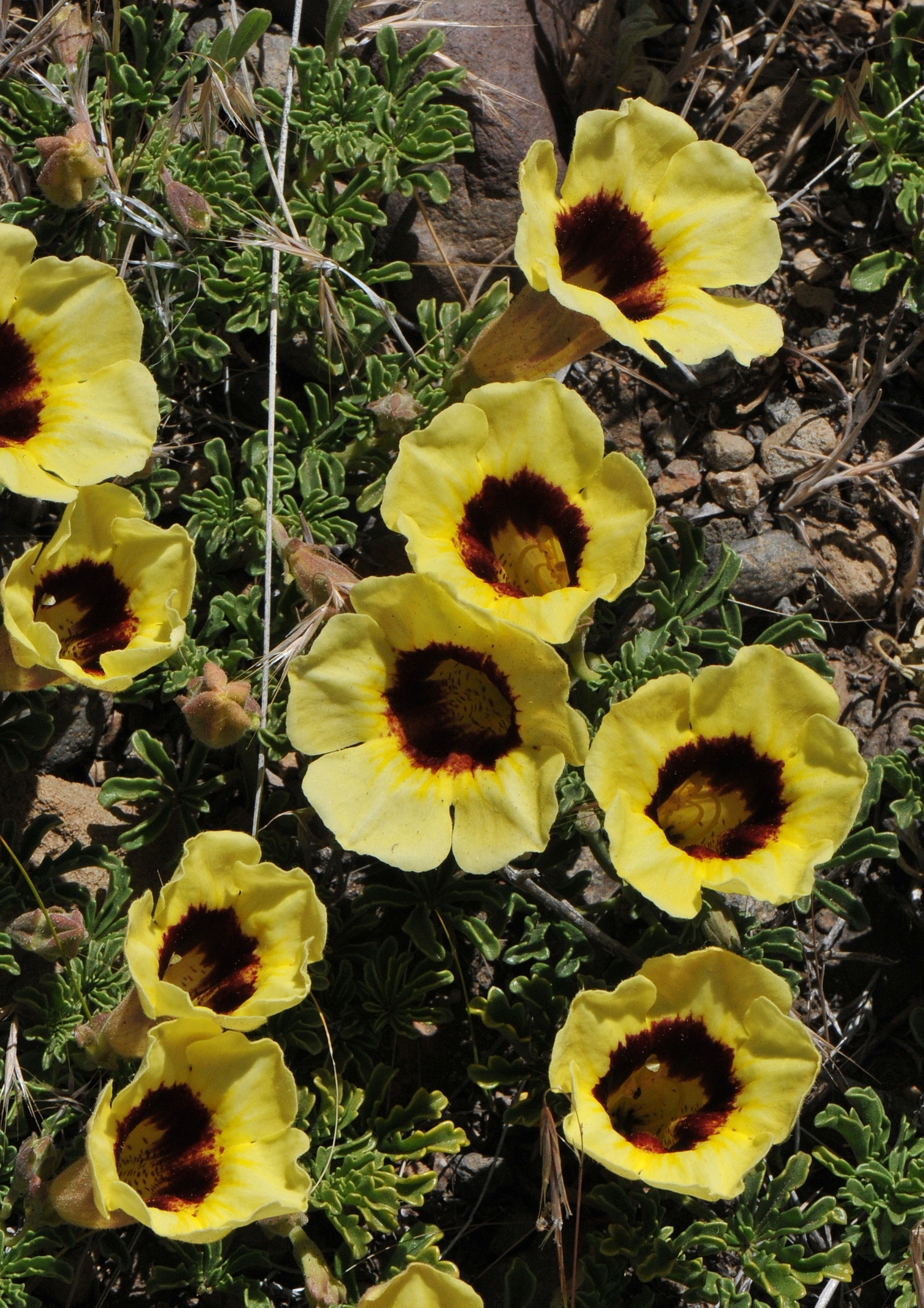The Violets Of Northern Patagonia | North American Rock Garden Society