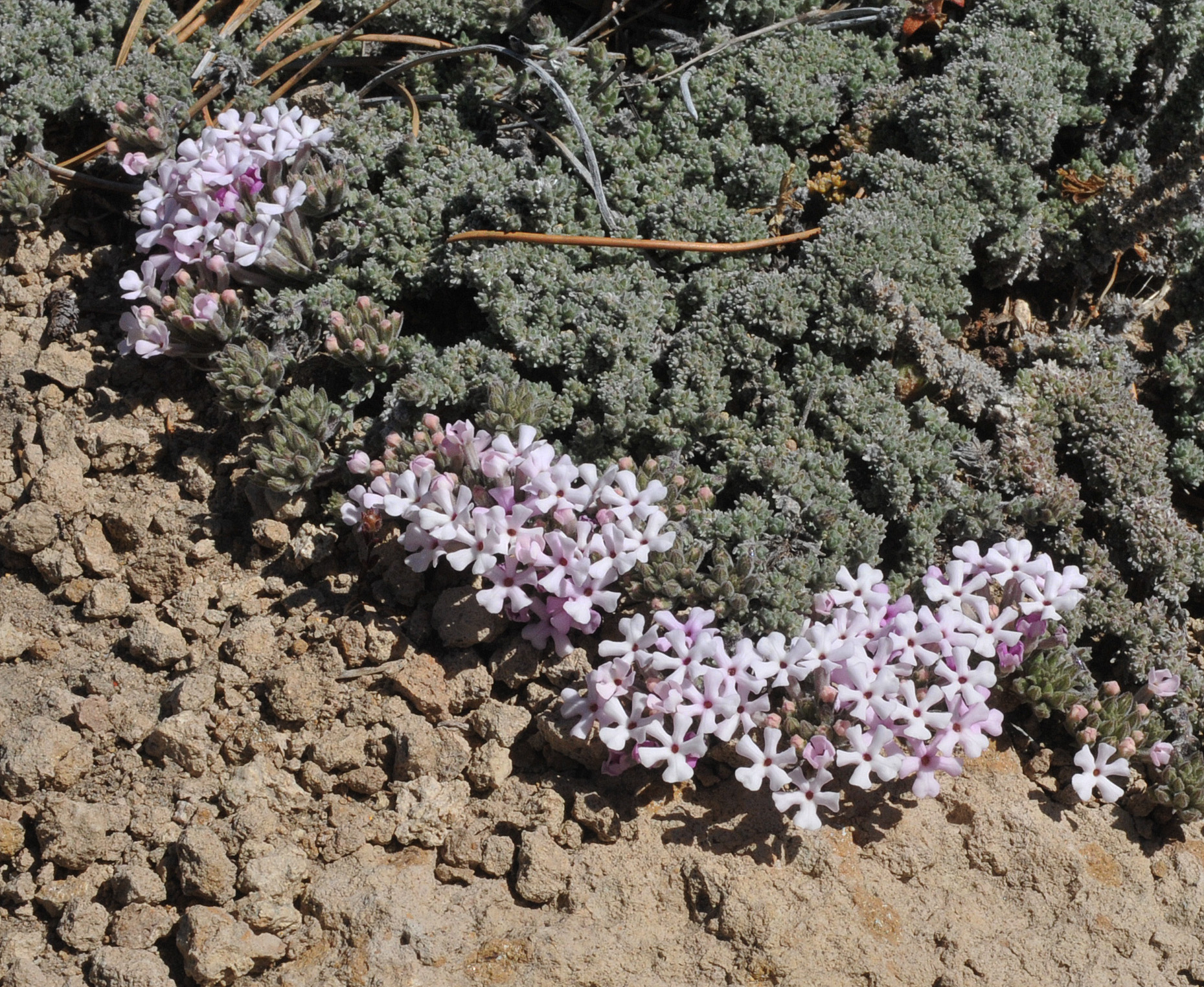 The Violets Of Northern Patagonia | North American Rock Garden Society