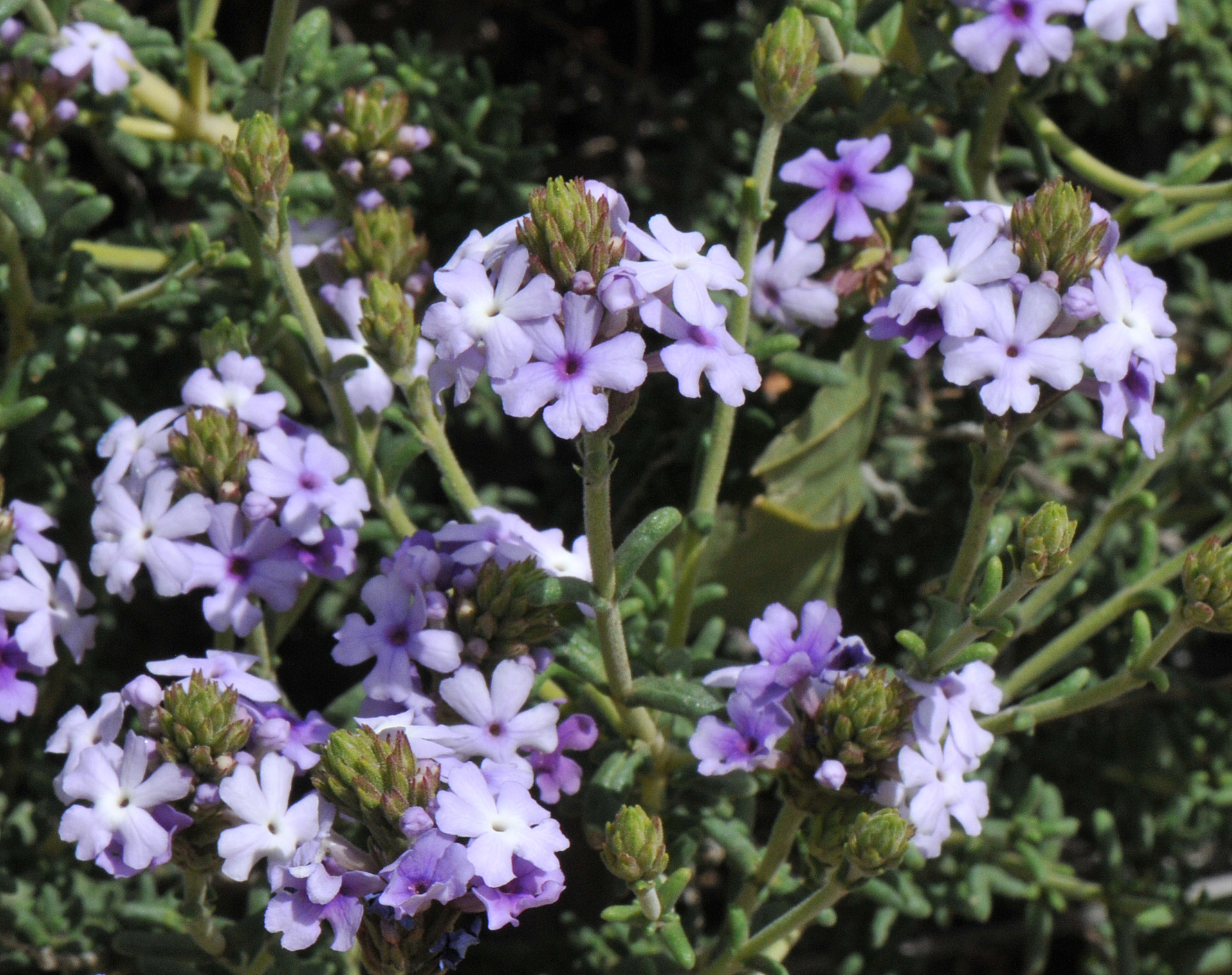 The Violets Of Northern Patagonia | North American Rock Garden Society