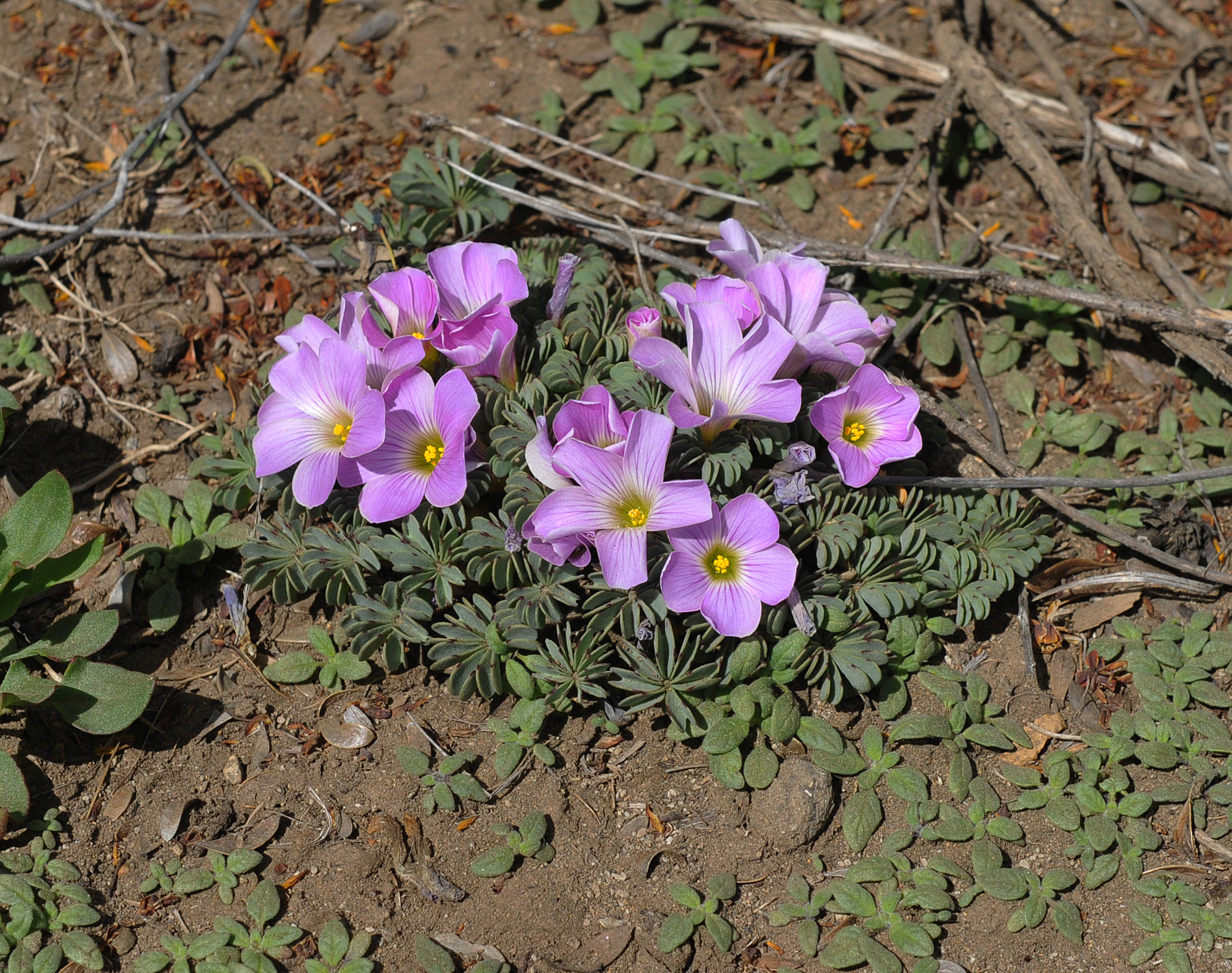 The Violets Of Northern Patagonia | North American Rock Garden Society