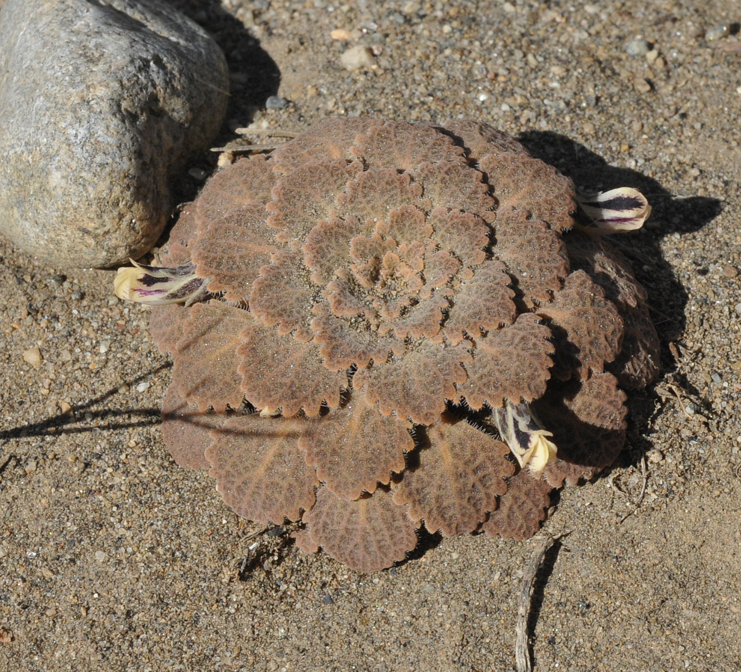 The Violets Of Northern Patagonia | North American Rock Garden Society