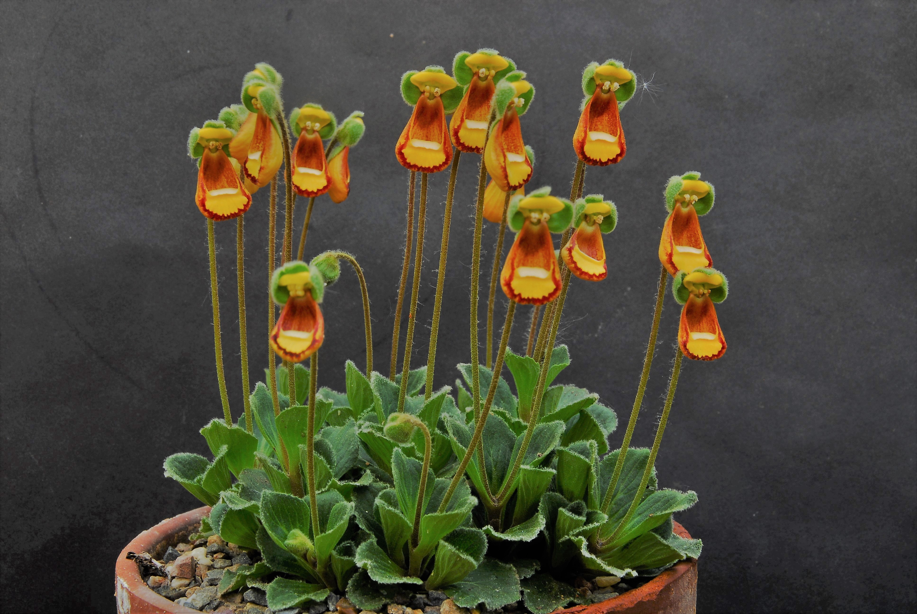 The Genus Calceolaria | North American Rock Garden Society