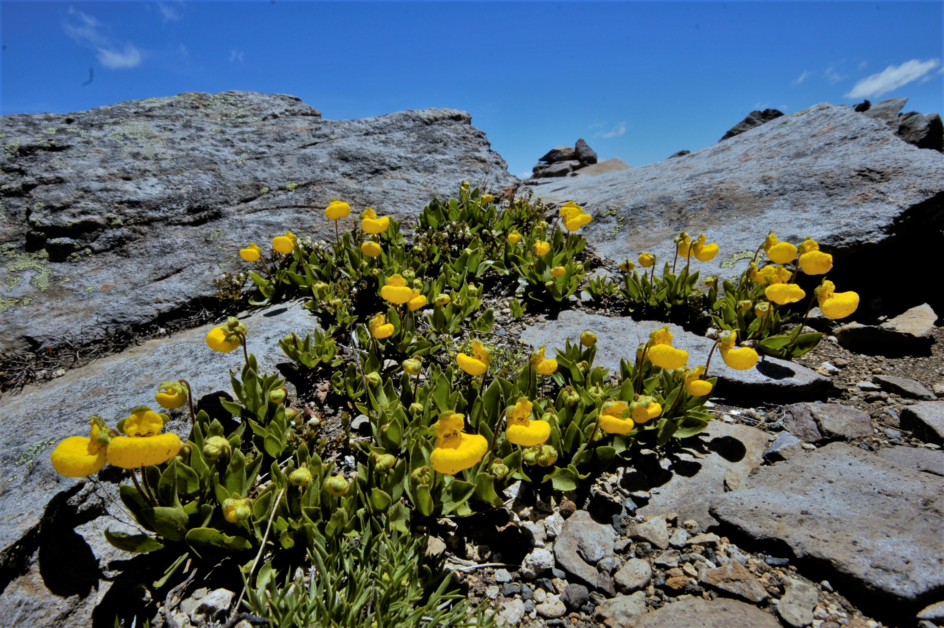 The Genus Calceolaria | North American Rock Garden Society