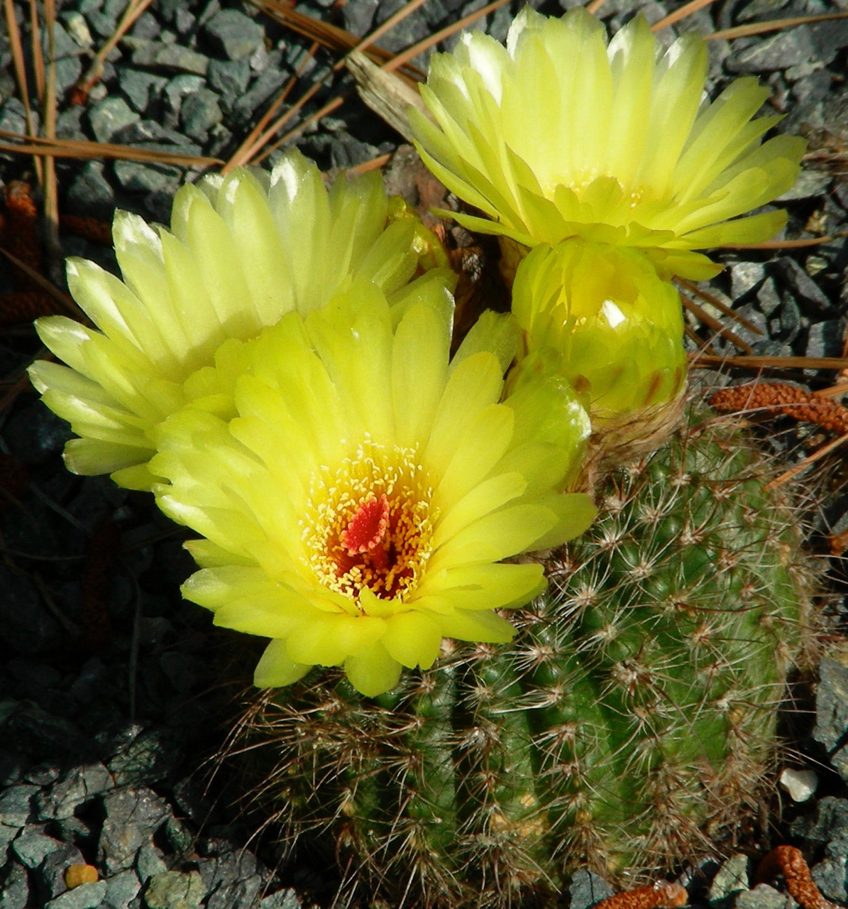Notocactus: Gems in a Historical Genus | North American Rock Garden Society