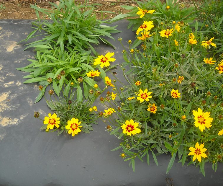 A Coreopsis revolution | North American Rock Garden Society