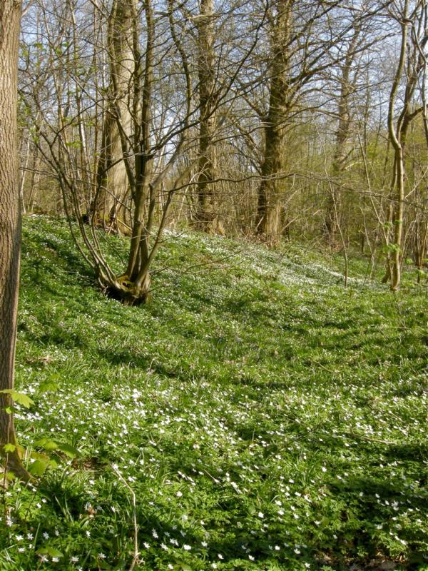 Wood anemone and its relatives | North American Rock Garden Society