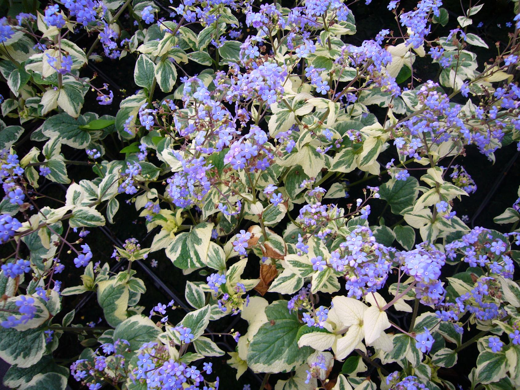Brunnera | North American Rock Garden Society