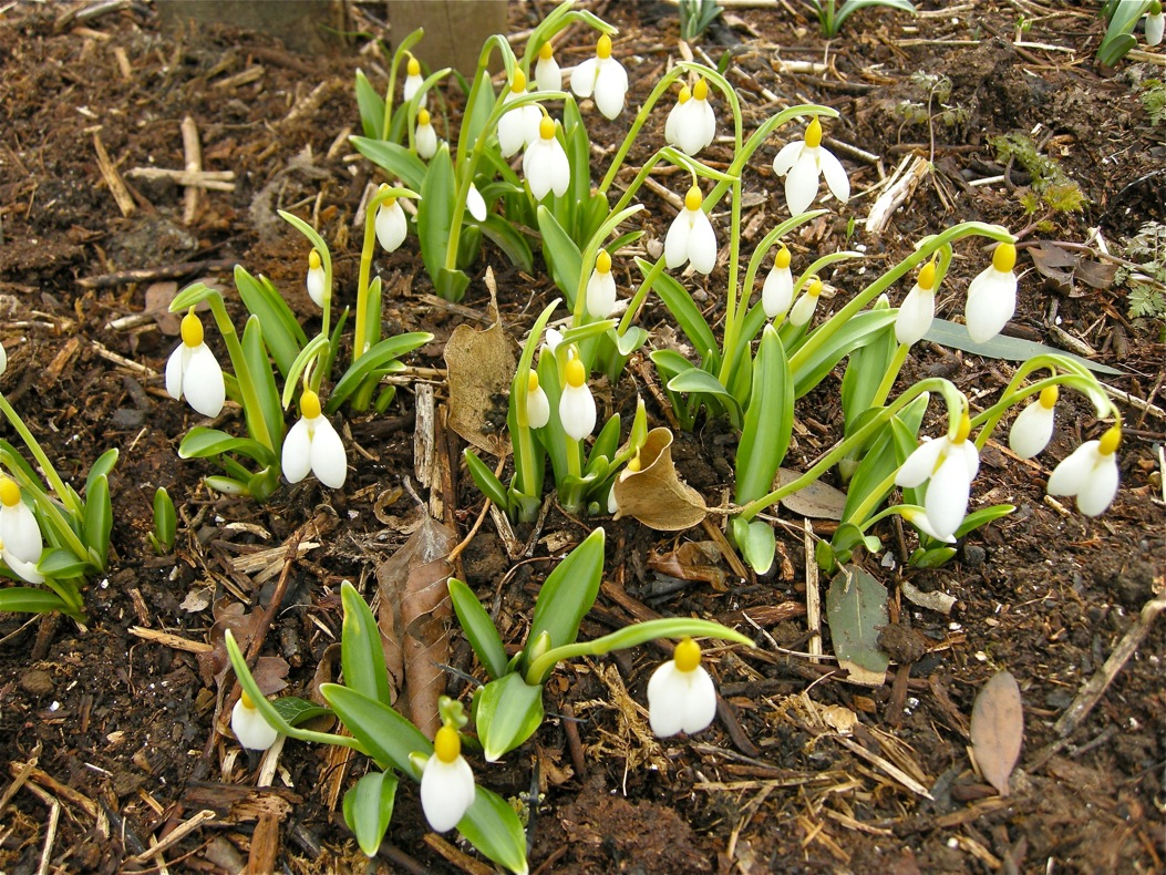 Galanthus | North American Rock Garden Society