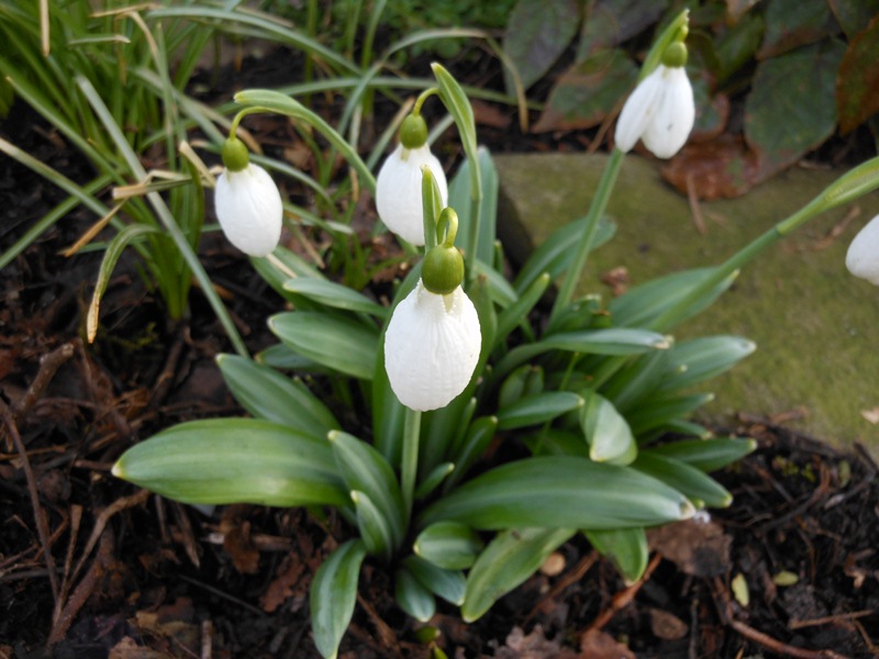 Galanthus | North American Rock Garden Society
