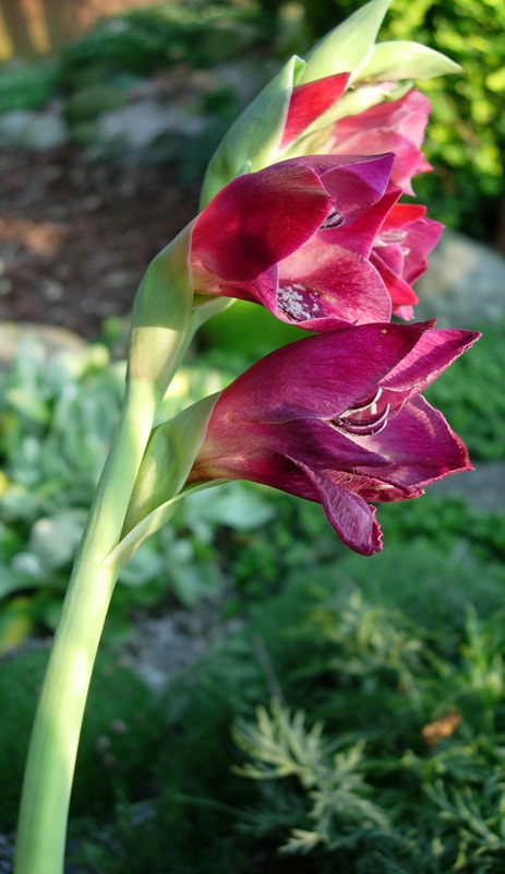 Gladiolus 2011 | North American Rock Garden Society