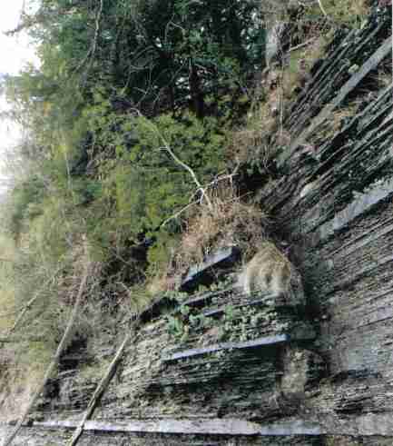 Cliff Seep Community | North American Rock Garden Society