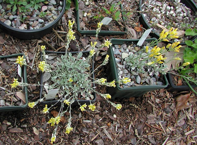 Another rare weed | North American Rock Garden Society