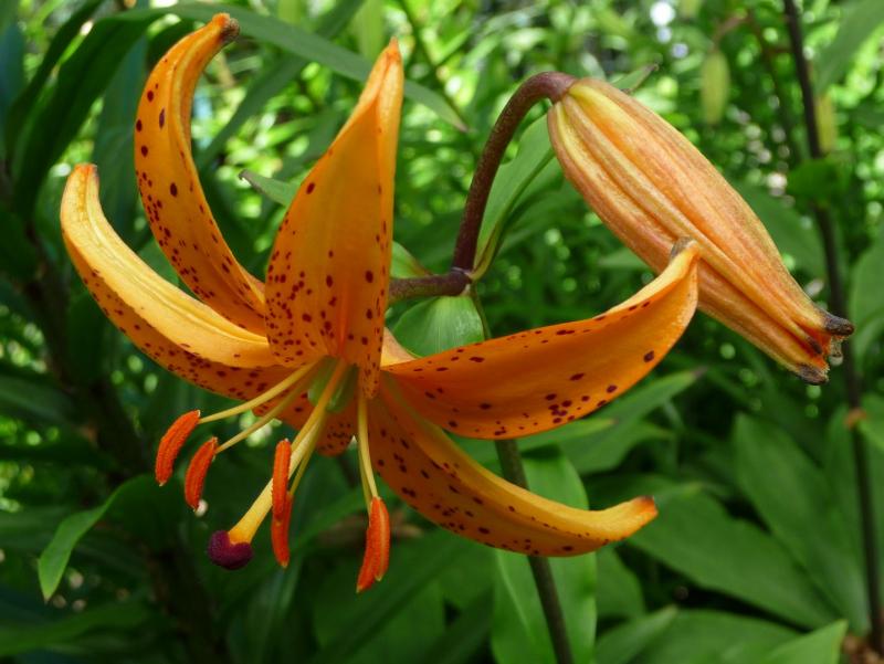 Liliums 2013 | North American Rock Garden Society