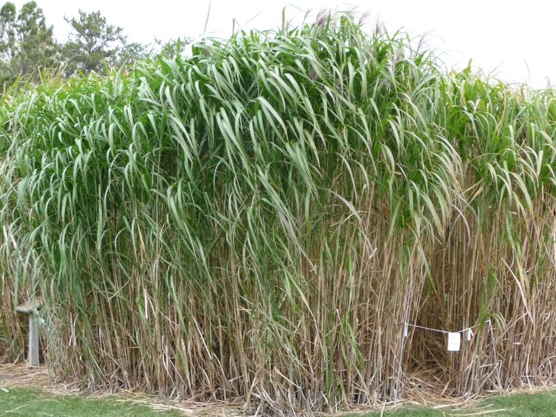 An October visit to the Minnesota Arboretum | North American Rock ...