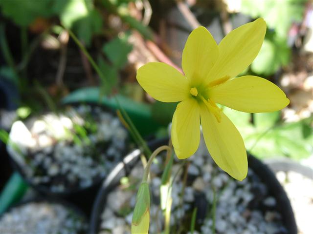 South African Bulbs | North American Rock Garden Society