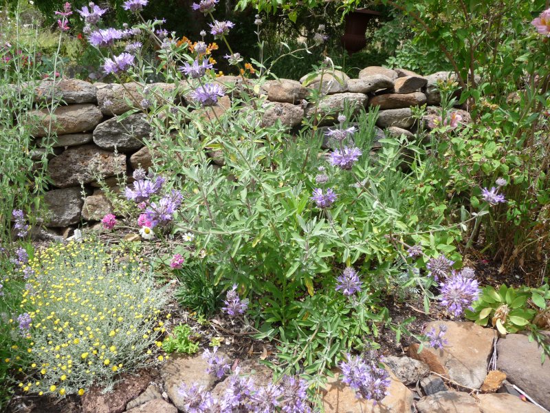 Salvias | North American Rock Garden Society