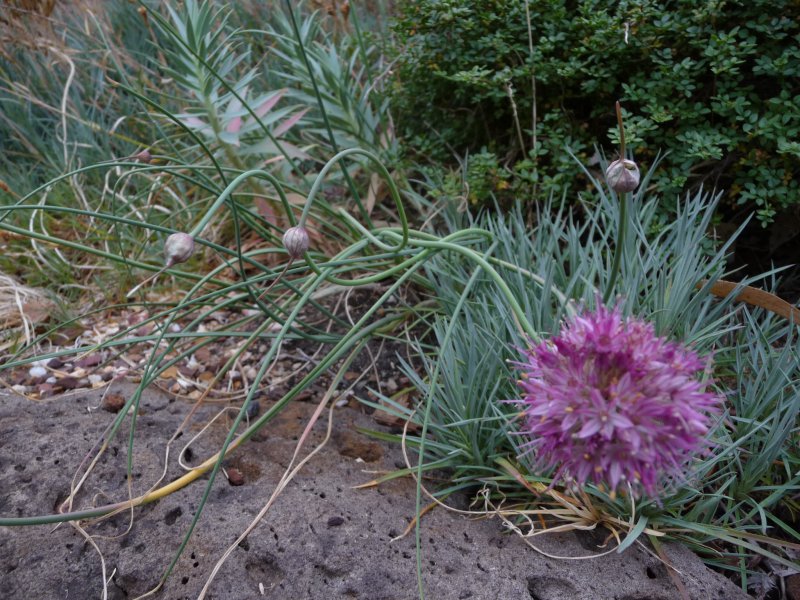 Allium 2013 | North American Rock Garden Society