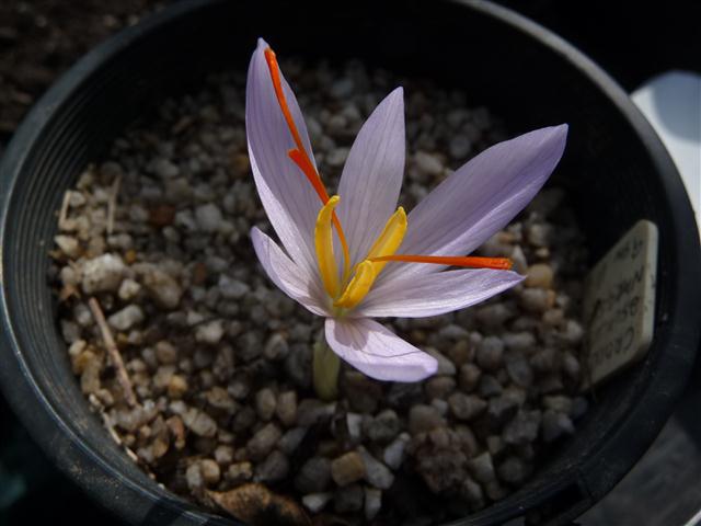 Crocus | North American Rock Garden Society