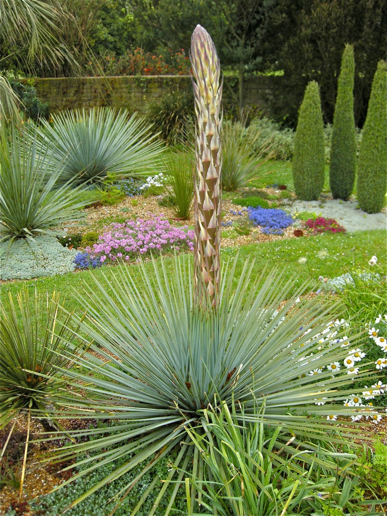 Yucca whipplei | North American Rock Garden Society