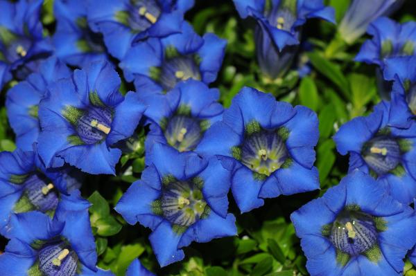 Gentiana | North American Rock Garden Society