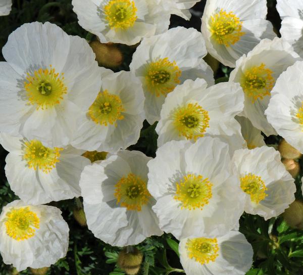Papaver | North American Rock Garden Society