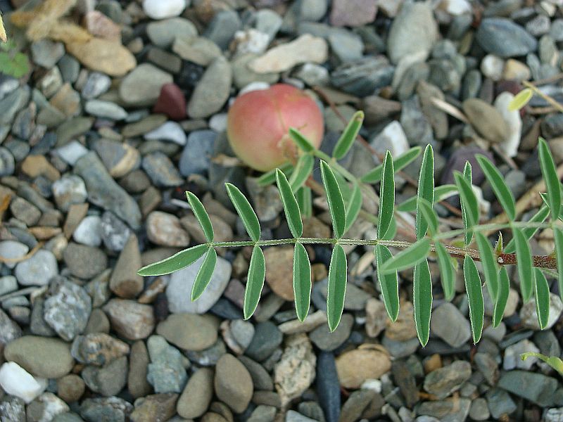 Astragalus zionis pod | North American Rock Garden Society