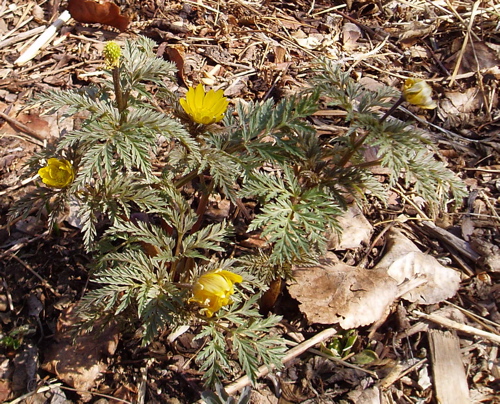 Adonis amurensis 'Fukujukai' | North American Rock Garden Society