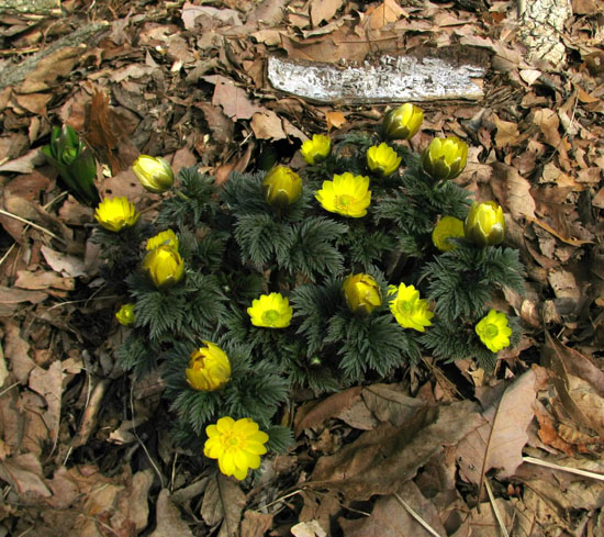 Adonis amurensis | North American Rock Garden Society