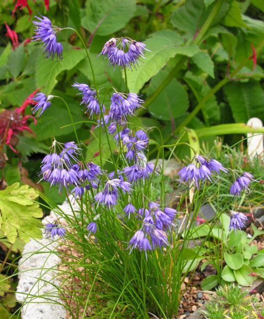 Allium cyaneum | North American Rock Garden Society
