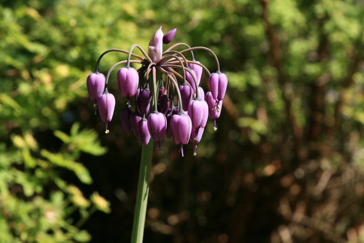 Allium macranthum | North American Rock Garden Society