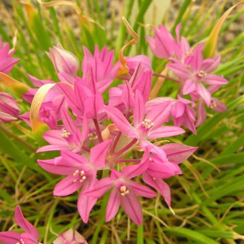 Allium oreophilum | North American Rock Garden Society
