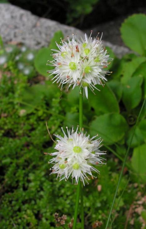 Allium saxatile | North American Rock Garden Society