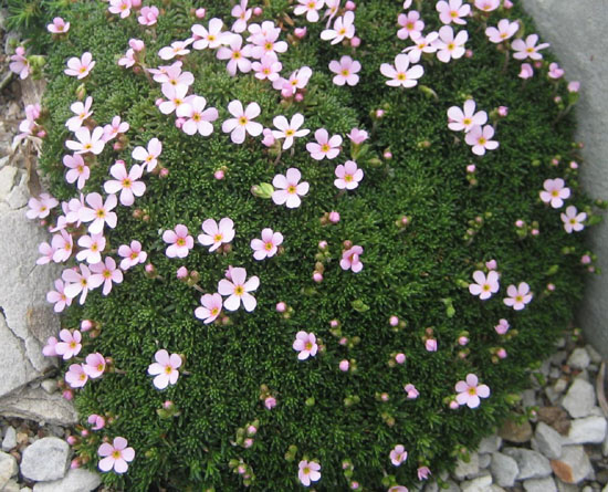 Androsace 'Millstream' | North American Rock Garden Society