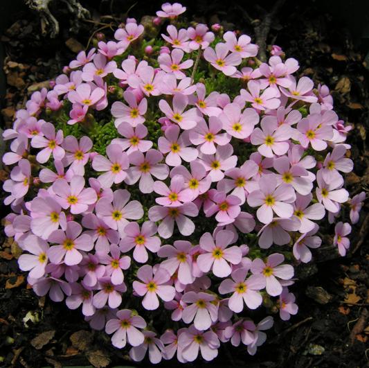 Androsace 'Millstream' | North American Rock Garden Society