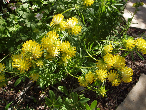 Anthyllis vulneraria | North American Rock Garden Society