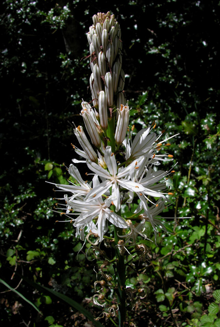 Asphodelus albus | North American Rock Garden Society