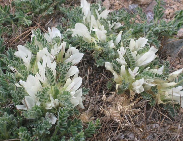 Astragalus sp | North American Rock Garden Society