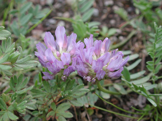 Astragalus adsurgens var. robustior | North American Rock Garden Society