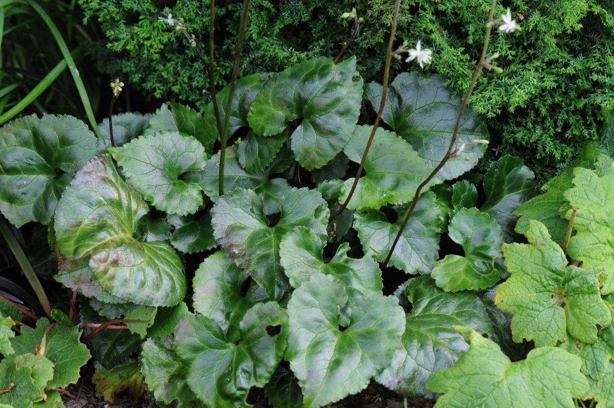 Beesia deltophylla | North American Rock Garden Society