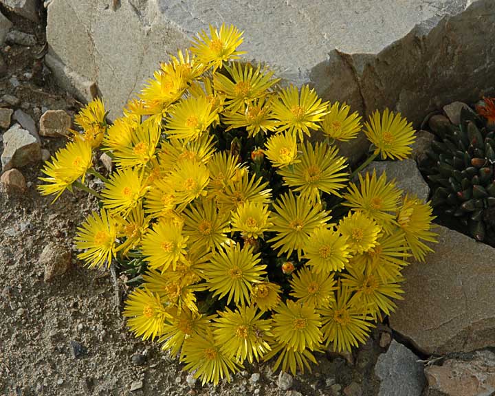 Bergeranthus jamesii | North American Rock Garden Society