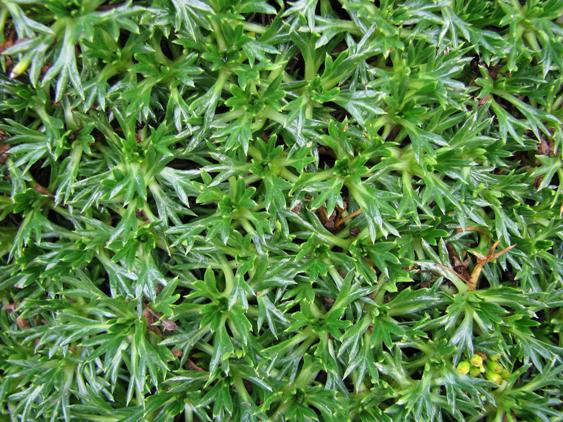 Bolax glebaria | North American Rock Garden Society