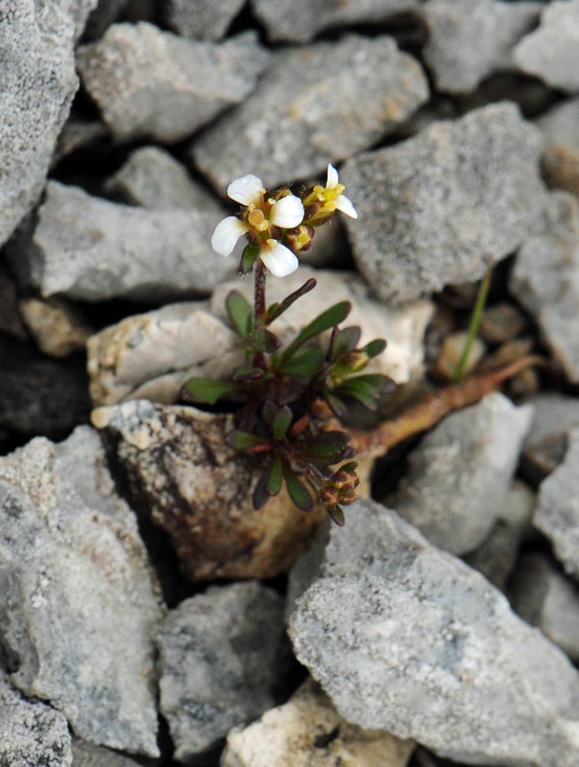 Braya humilis | North American Rock Garden Society