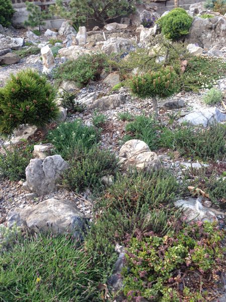 Brendan 6 | North American Rock Garden Society