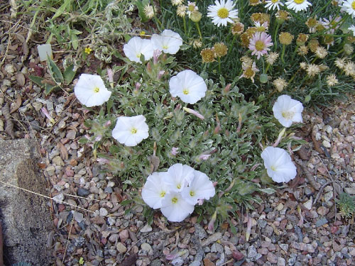 Convolvulus compactus | North American Rock Garden Society