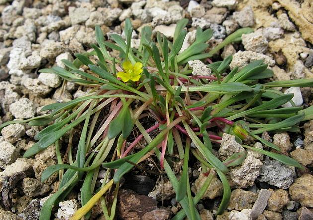 Calandrinia ranunculina | North American Rock Garden Society