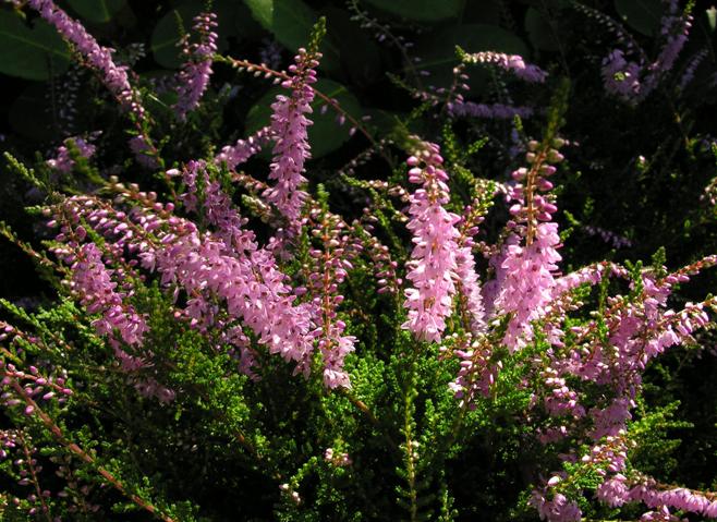 Calluna vulgaris 'Mrs. Ronald Grey' | North American Rock Garden Society