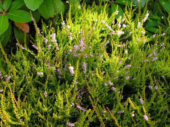 Calluna vulgaris 'Robert Chapman' | North American Rock Garden Society