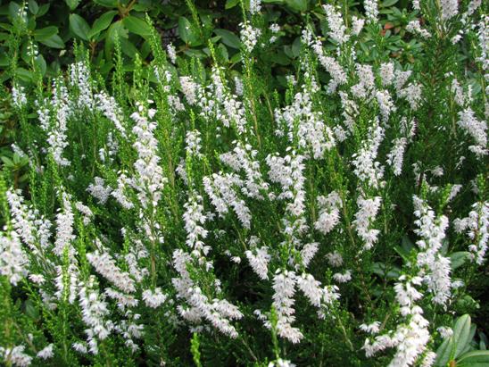 Calluna vulgaris 'Alba' | North American Rock Garden Society