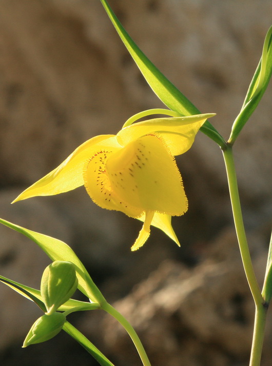 Calochortus amabilis | North American Rock Garden Society